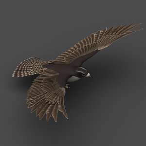 3D Falcon Models | TurboSquid