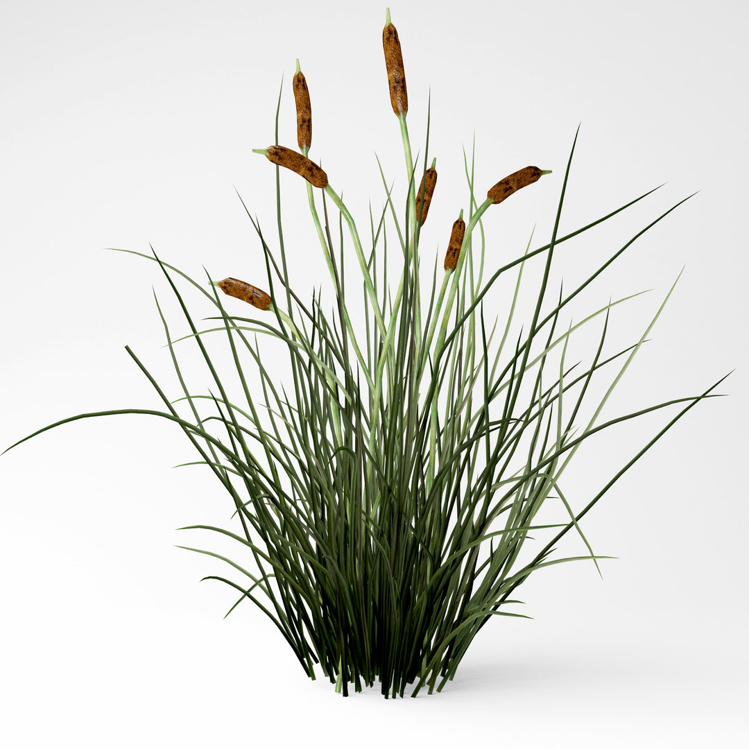 Cattail 3D model - TurboSquid 1520952