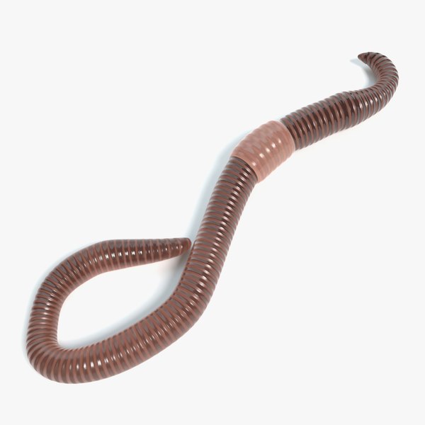 3D Worm Models | TurboSquid