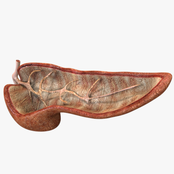 3D Pancreas Models | TurboSquid