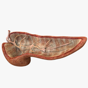 3D Pancreas Models | TurboSquid