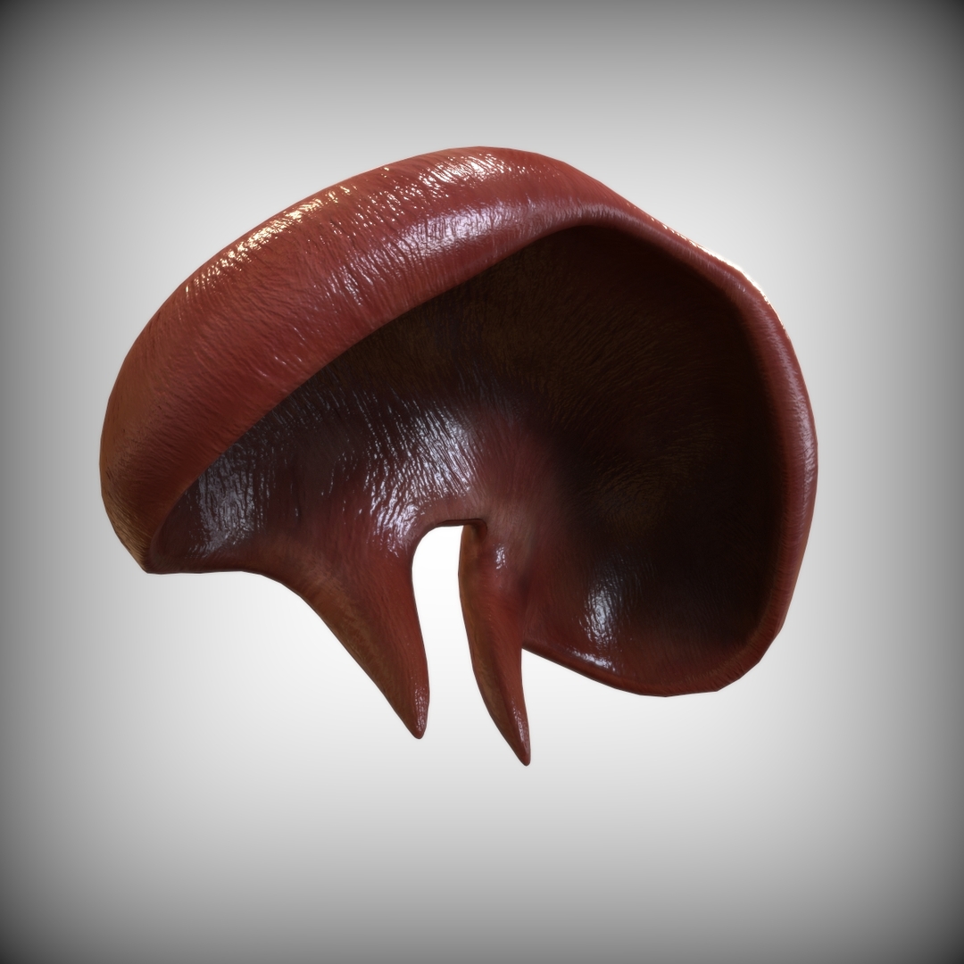 Human diaphragm 3D model - TurboSquid 1521160