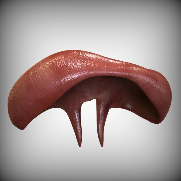 Human diaphragm 3D model - TurboSquid 1521160
