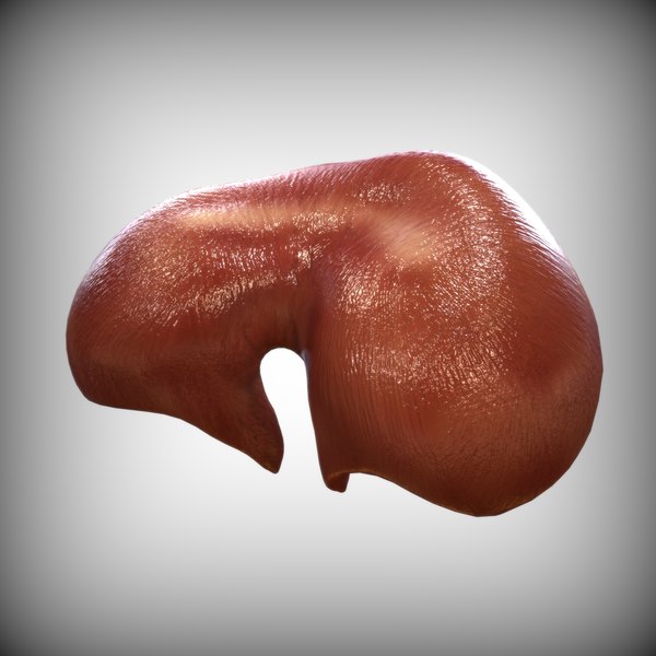 Human diaphragm 3D model - TurboSquid 1521160