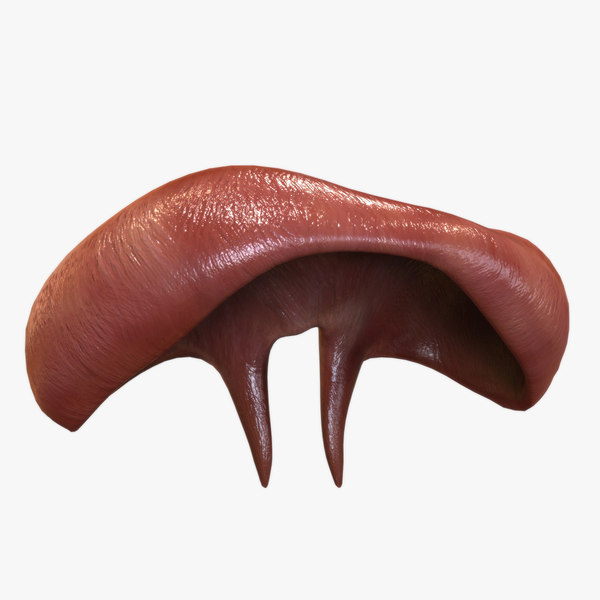Human diaphragm 3D model - TurboSquid 1521160