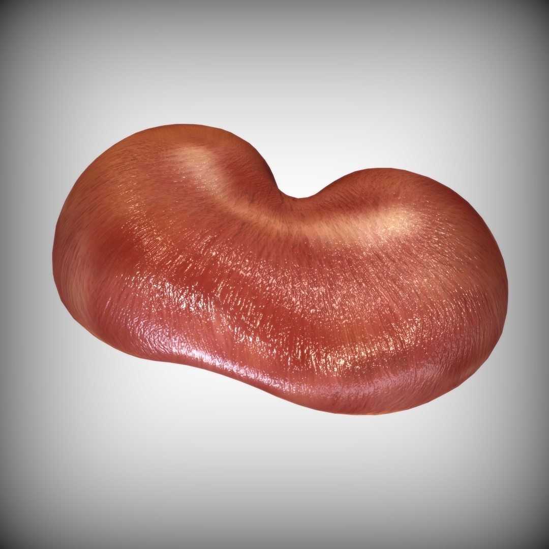 Human diaphragm 3D model - TurboSquid 1521160