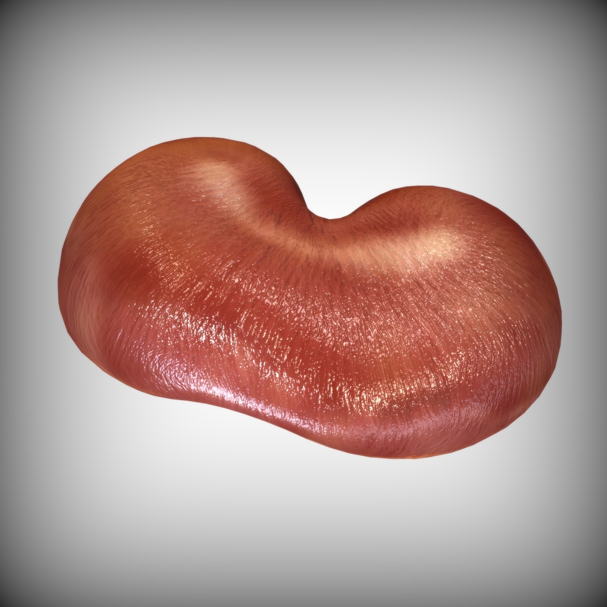 Human diaphragm 3D model - TurboSquid 1521160