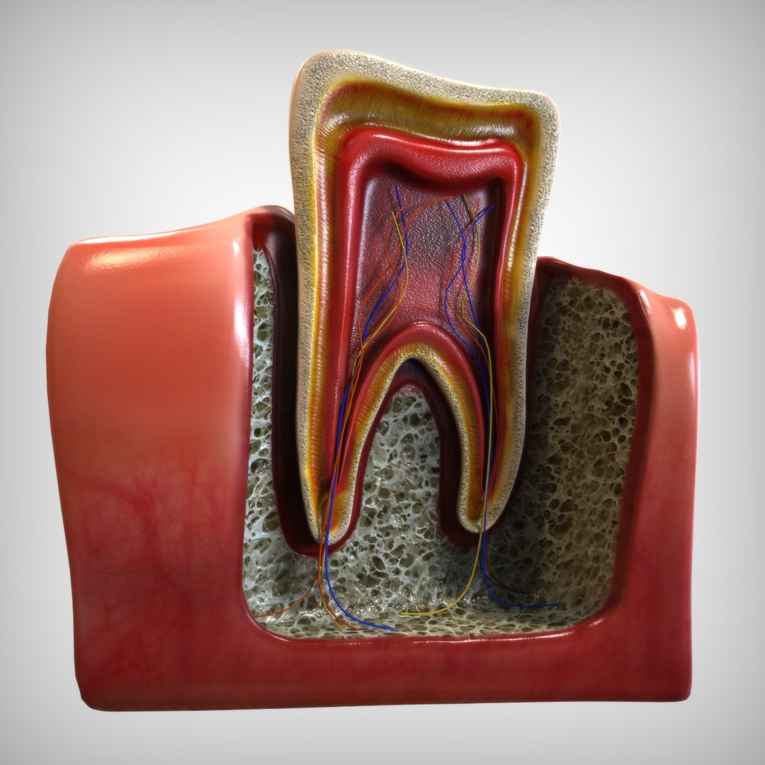 Teeth anatomy 3D model - TurboSquid 1521204