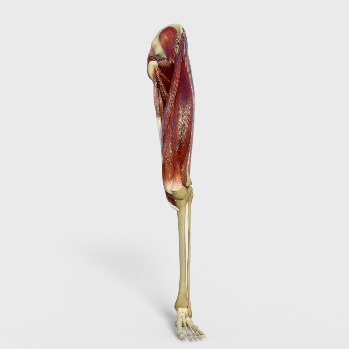 3D anatomy human muscles thigh - TurboSquid 1521197