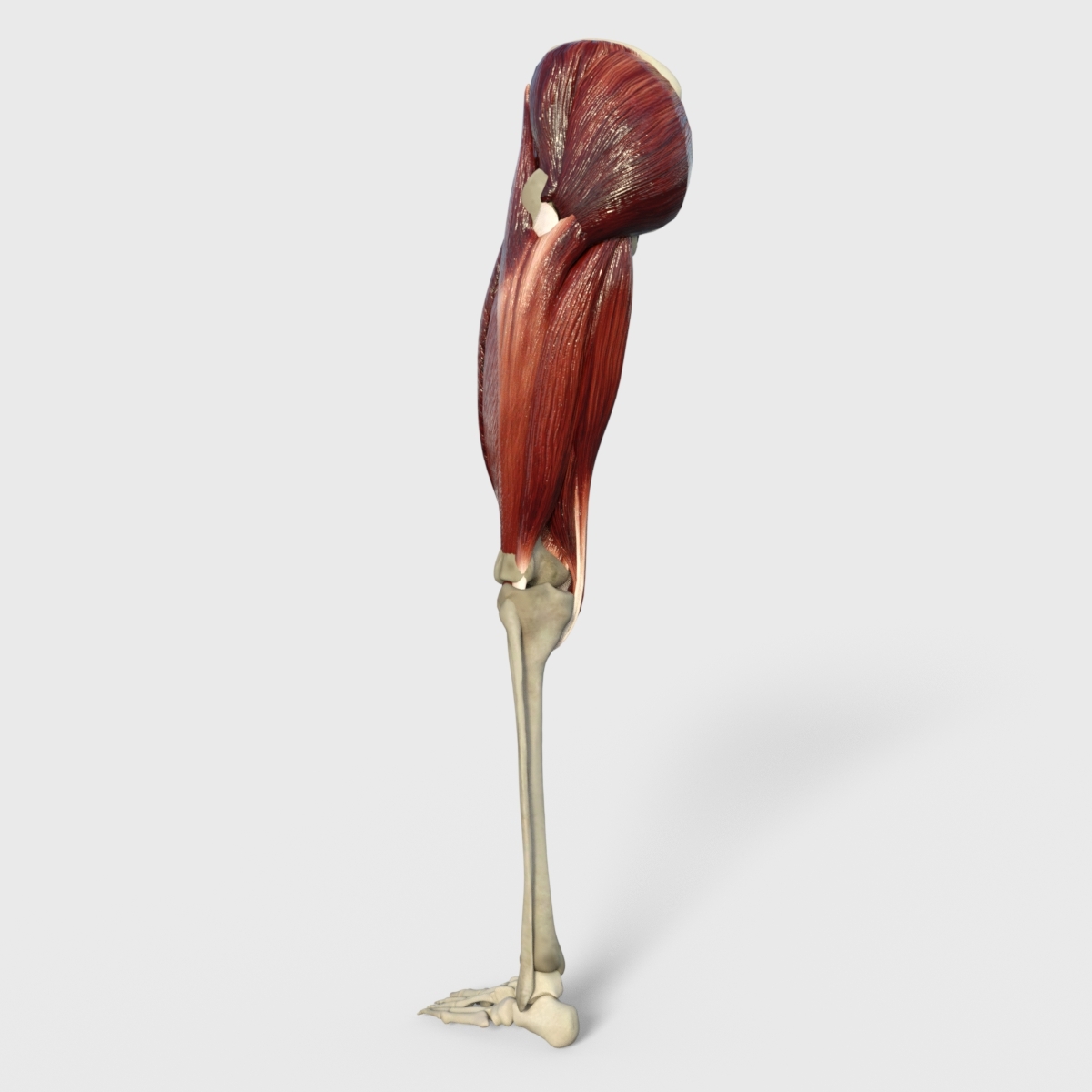 3D anatomy human muscles thigh - TurboSquid 1521197