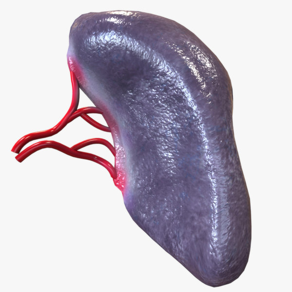 Immune System 3D Models for Download | TurboSquid