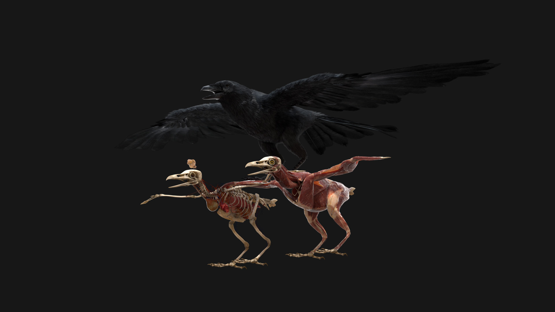 3D model rigging crow anatomy - TurboSquid 1521224