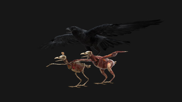 3D model rigging crow anatomy - TurboSquid 1521224