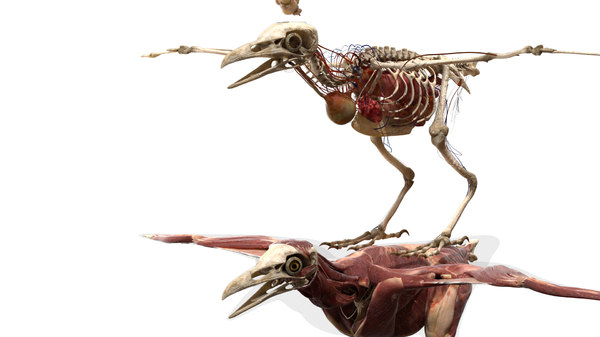3D model rigging crow anatomy - TurboSquid 1521224