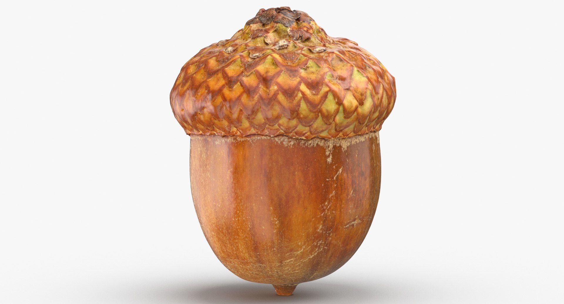 3D acorn 02 standing - TurboSquid 1521312