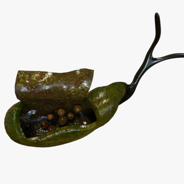 Human gallbladder anatomy 3D model - TurboSquid 1521463