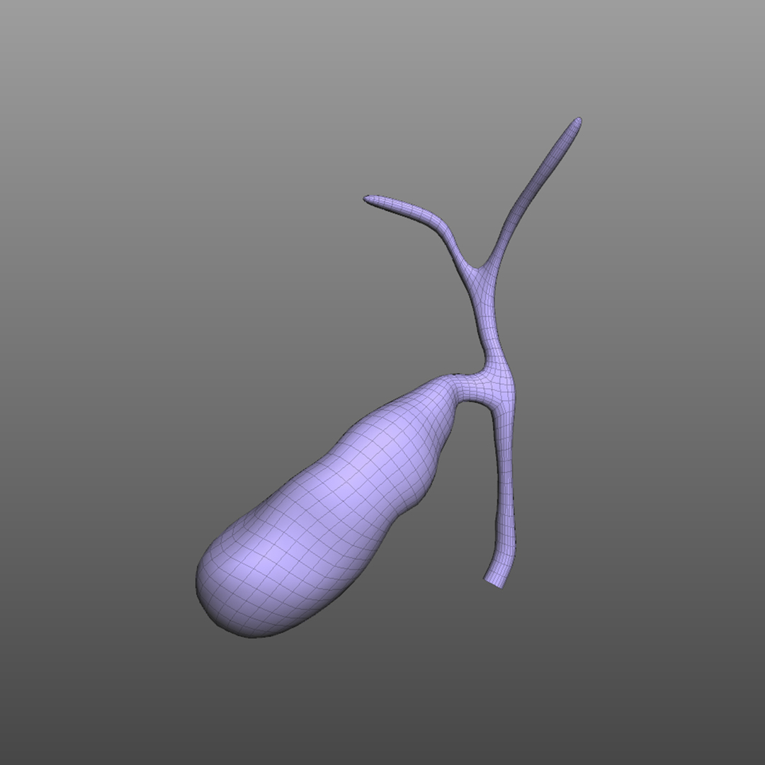 Human gallbladder anatomy 3D model - TurboSquid 1521463