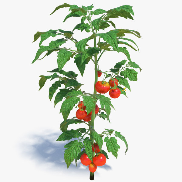 3d tomato plant model