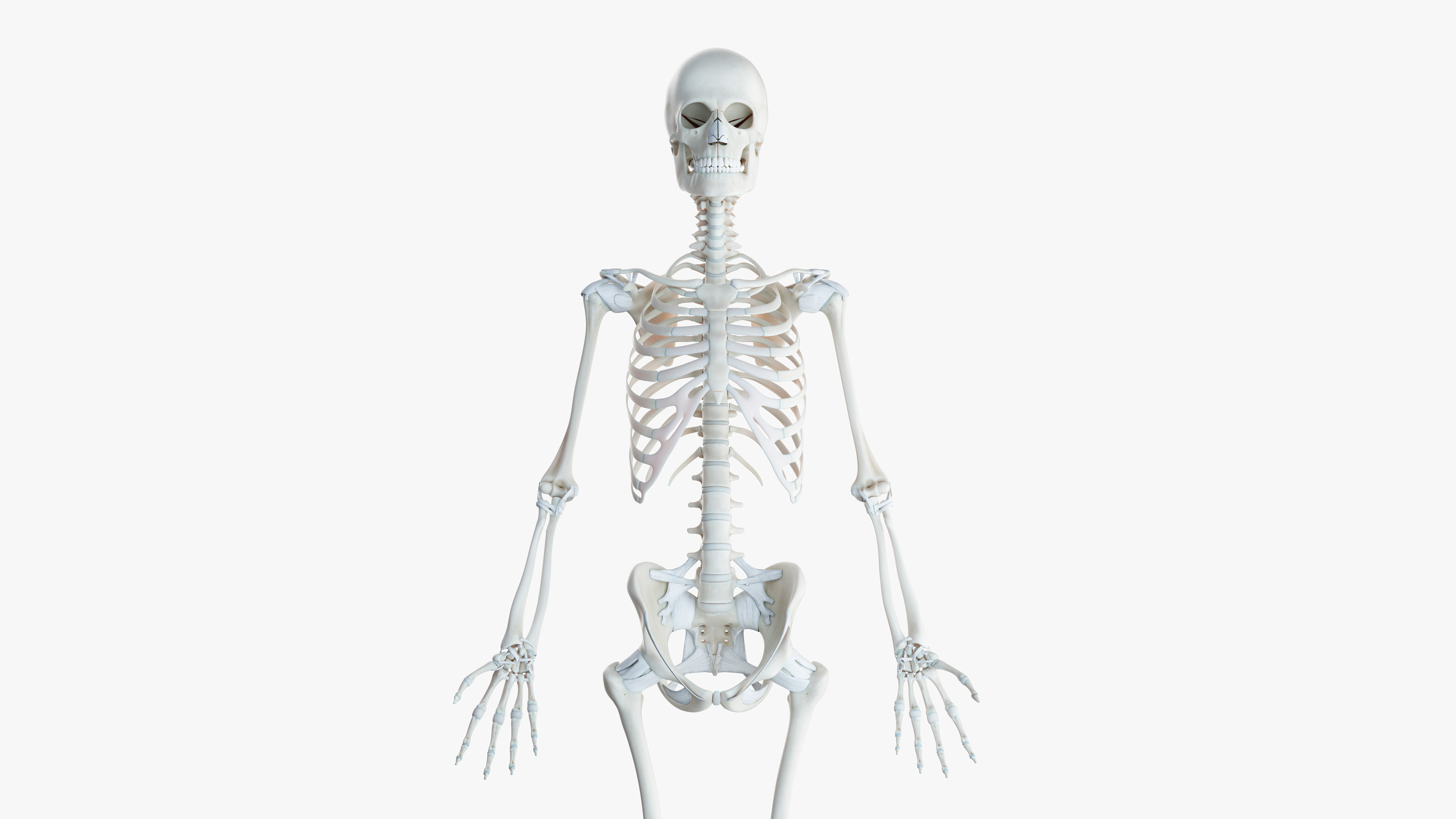Skin obese female skeleton 3D - TurboSquid 1519253