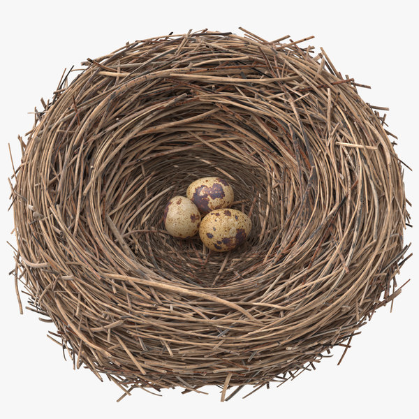 3D Birds-Nest Models | TurboSquid