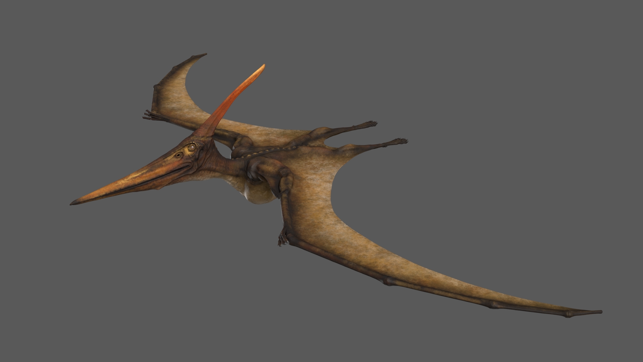 3D model pteranodon longiceps animation flying - TurboSquid 1521767