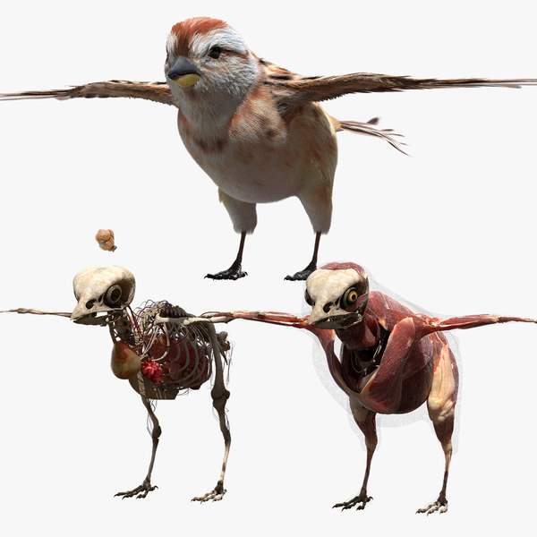 3d model sparrow