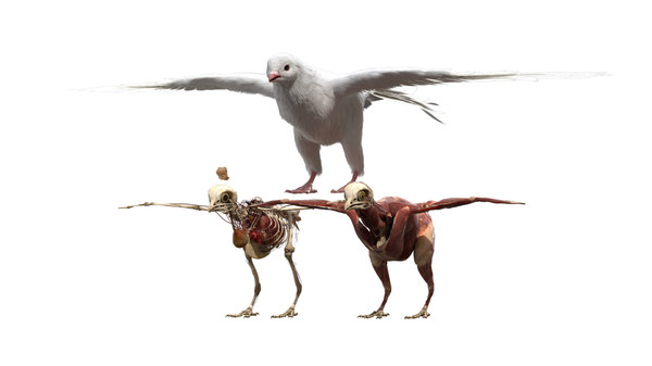 Rigging dove fur anatomy 3D - TurboSquid 1522069