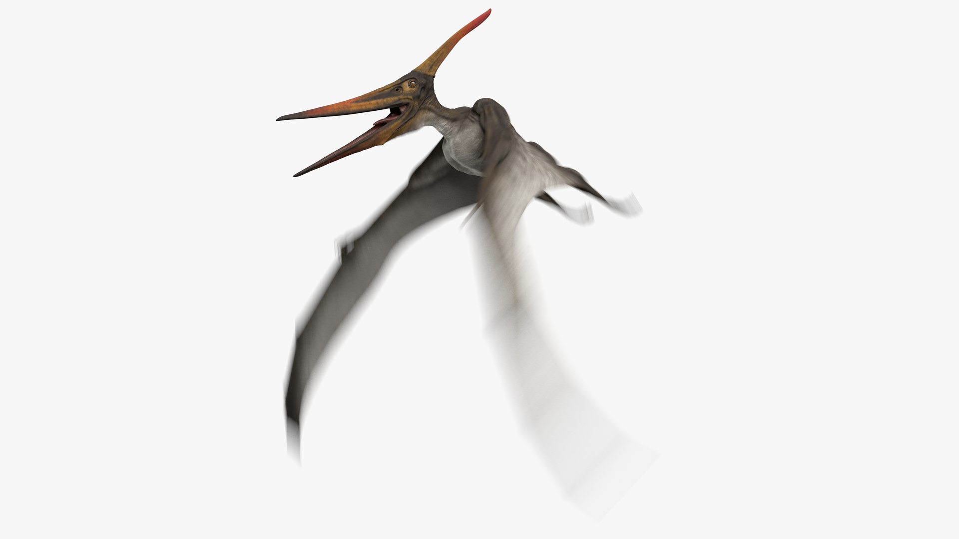 3D model pteranodon longiceps gray animation flying - TurboSquid 1522384