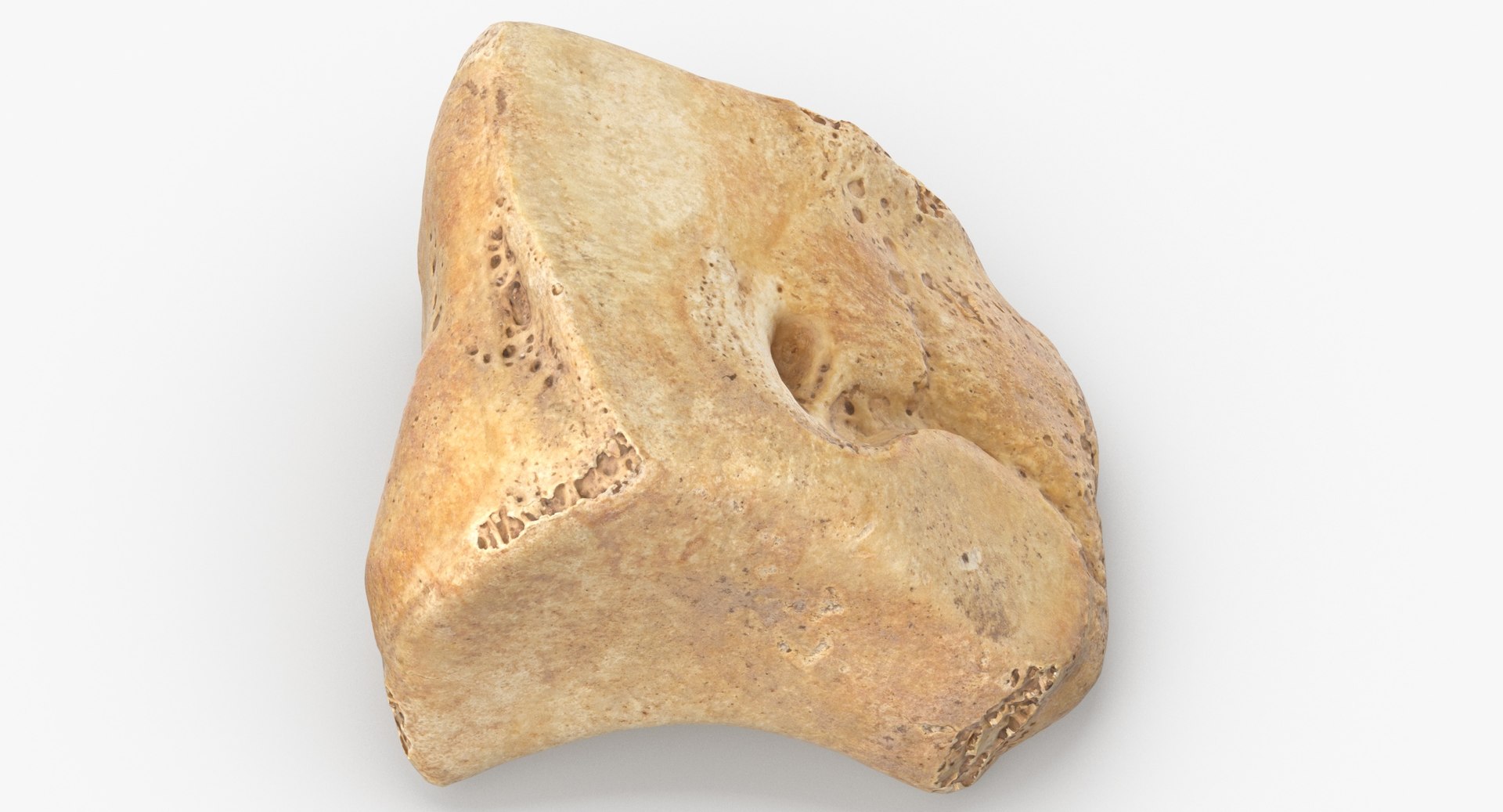 3D cuneiform bone lateral 01 - TurboSquid 1520903