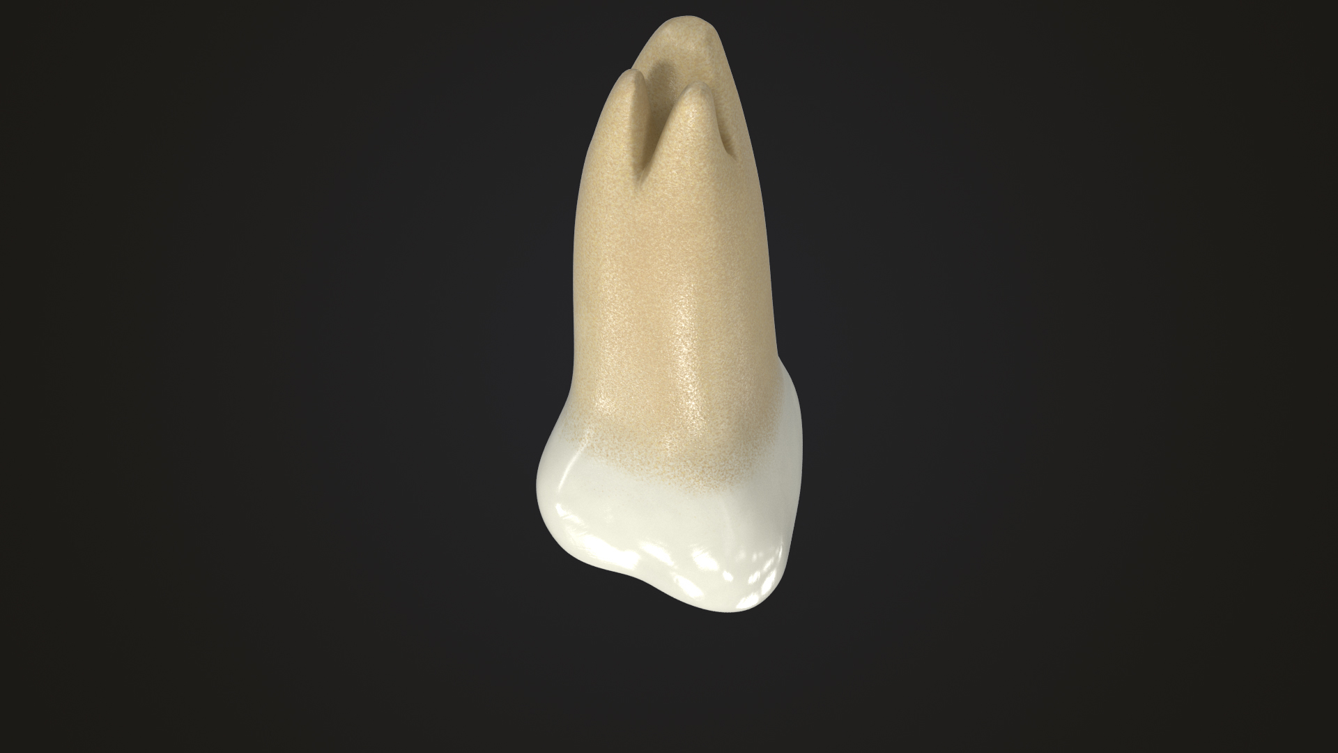 Human Wisdom Teeth Upper Third Molar 3D-Modell - TurboSquid 1522360