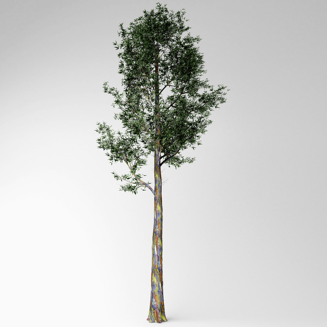3D rainbow gum tree - TurboSquid 1522344