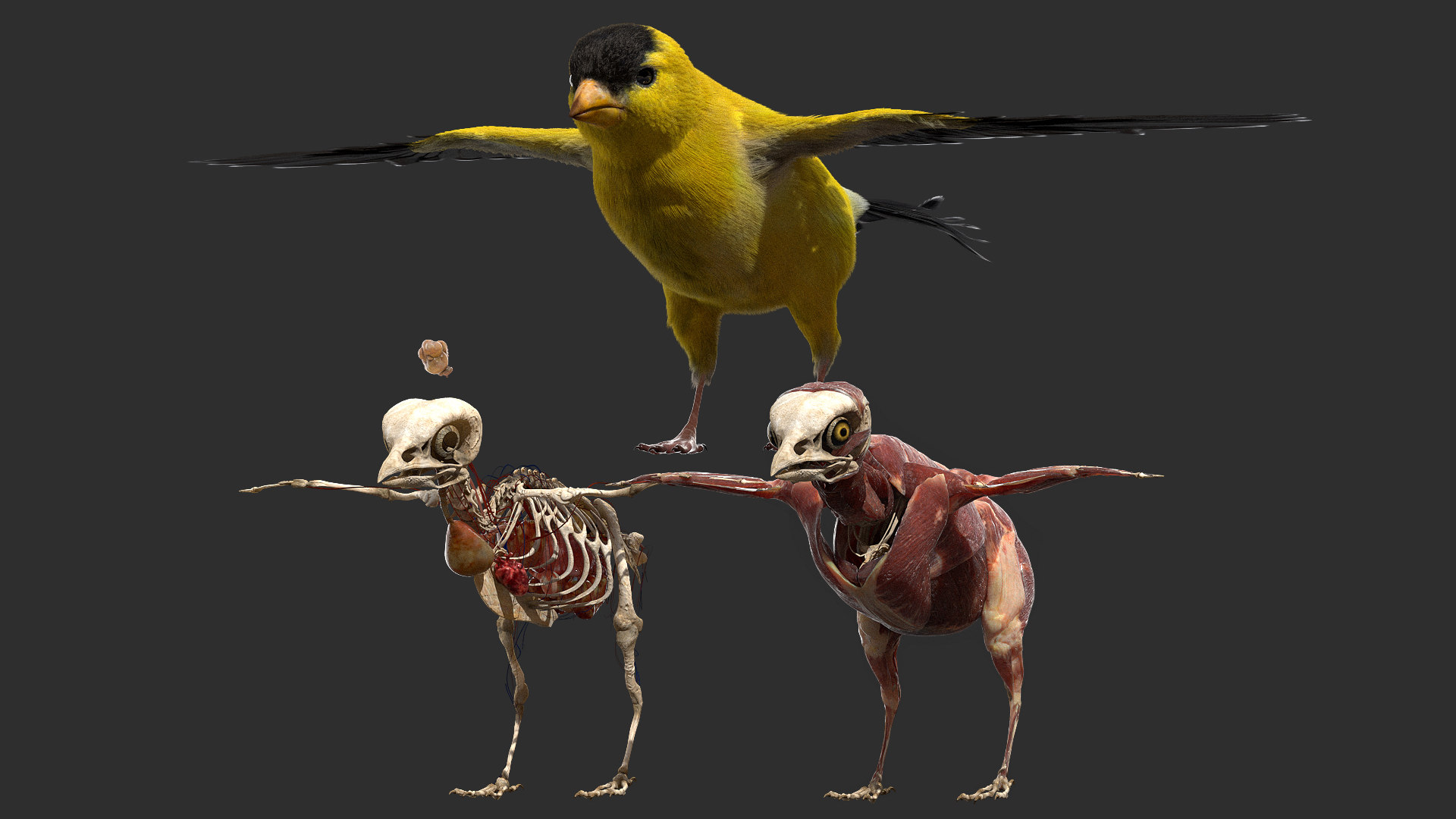 Rigging goldfinch fur anatomy 3D - TurboSquid 1522985