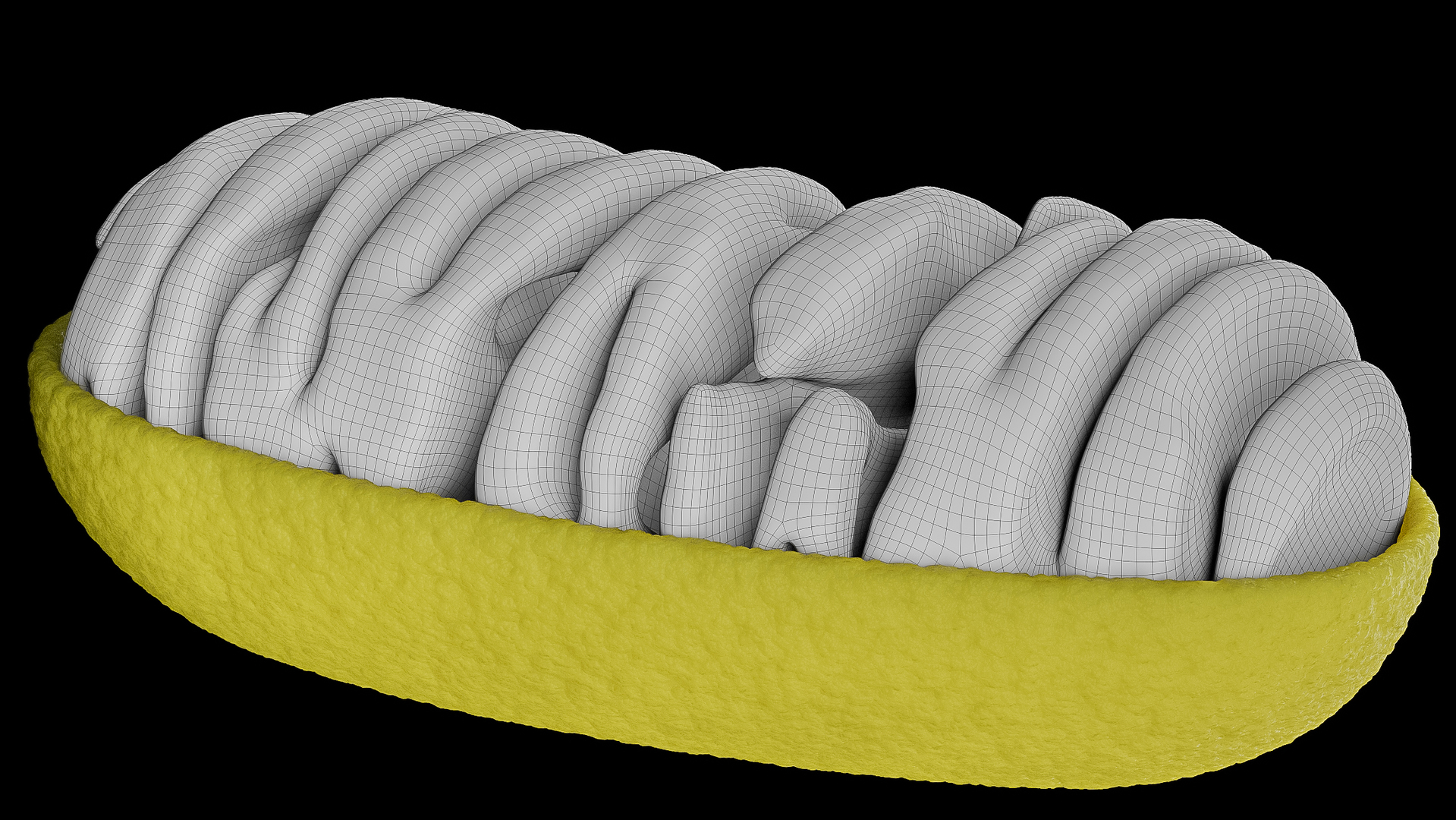 Membrane mitochondria 3D - TurboSquid 1524247