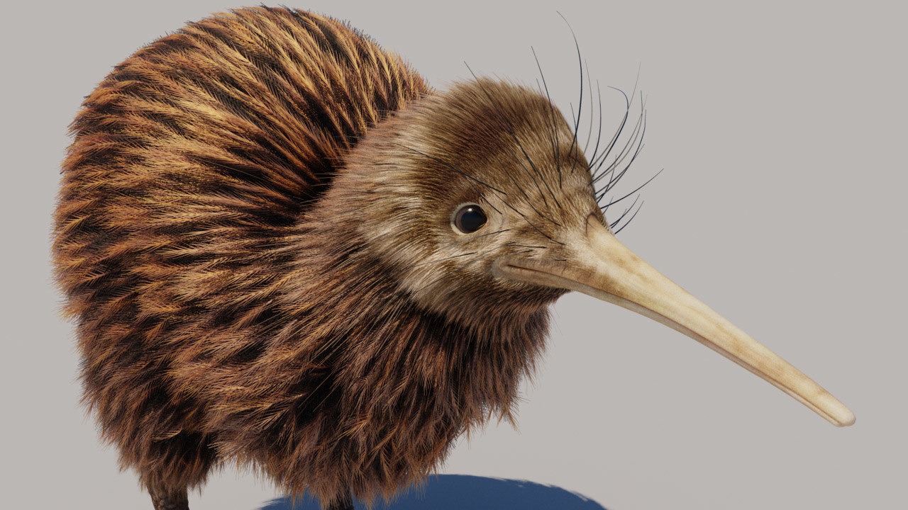 modèle 3D de Kiwi Bird Animated - TurboSquid 1435915