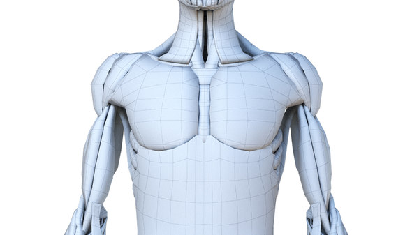 Male body skeleton muscles 3D model - TurboSquid 1523458