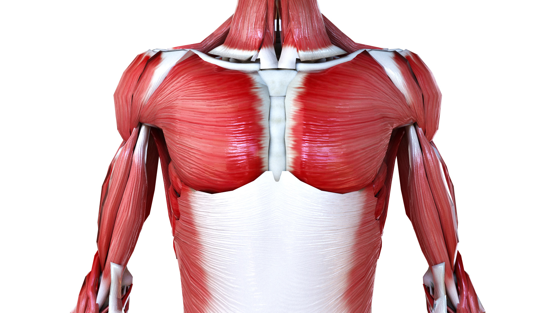 Female body skeleton muscles 3D model - TurboSquid 1524131