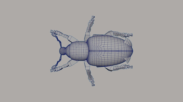 3D weevil wings animation - TurboSquid 1523781