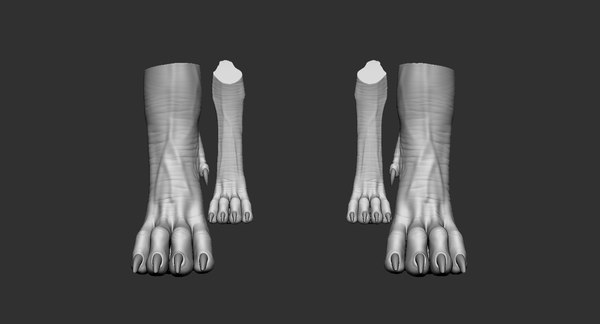 Dog paw 3D model - TurboSquid 1523945
