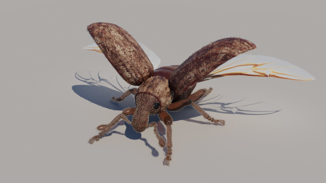 3D weevil wings animation - TurboSquid 1523781