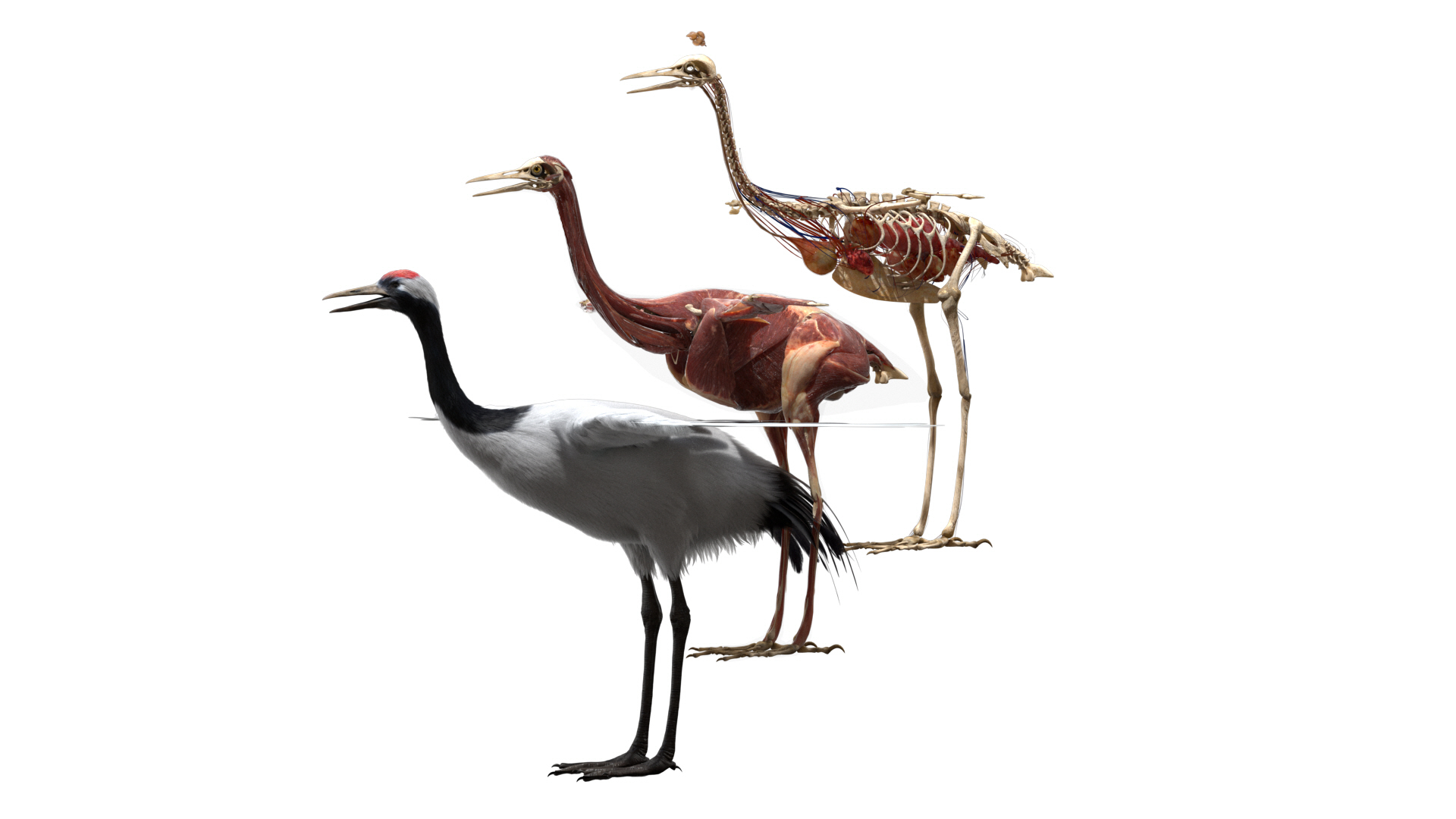 Rigging crane anatomy 3D model - TurboSquid 1523818