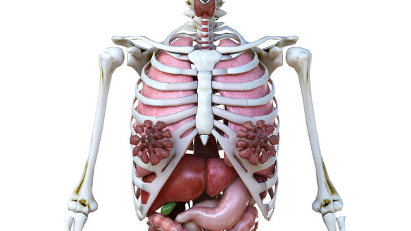 Female body skeleton organs 3D model - TurboSquid 1524741