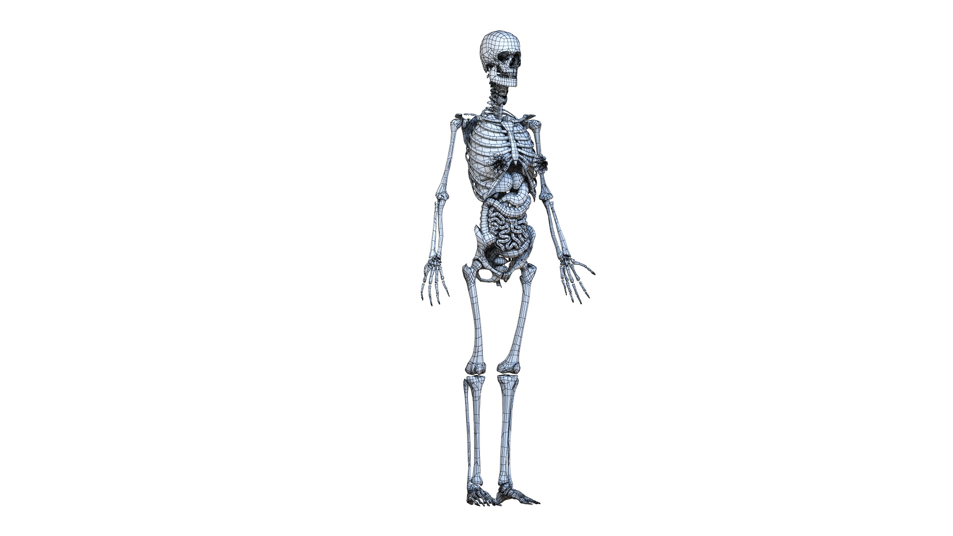 Female body skeleton organs 3D model - TurboSquid 1524741