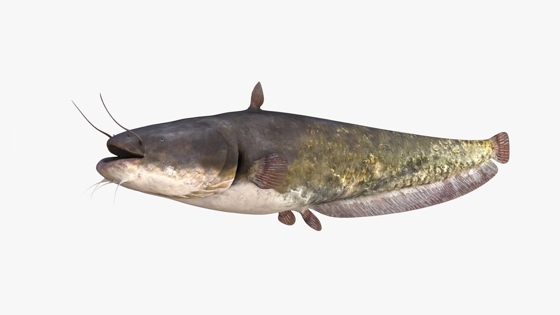 Realistic european wels catfish 3D model - TurboSquid 1381804