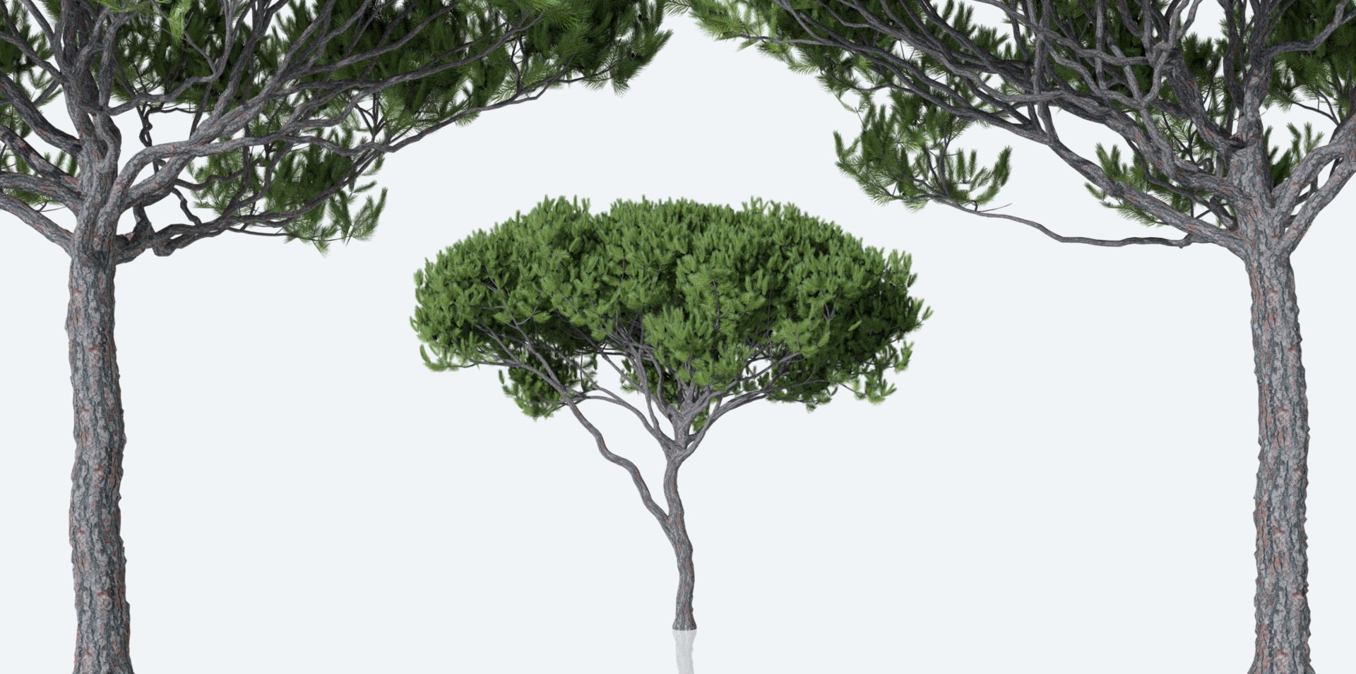 Maritime pine trees pinus 3D model - TurboSquid 1524353