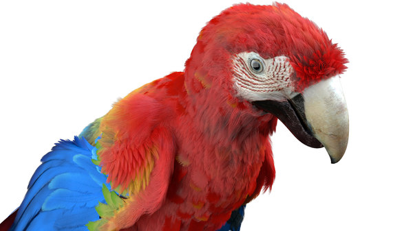 Macaw Parrot Fur Anatomy Modelo 3D - TurboSquid 1524496