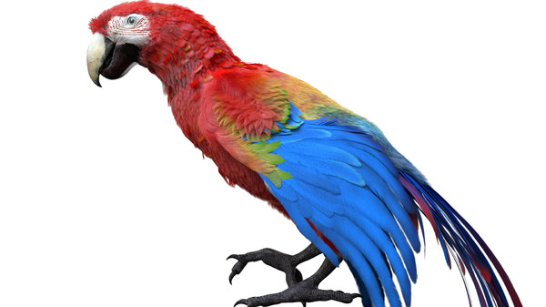 Macaw Parrot Fur Anatomy Modelo 3D - TurboSquid 1524496