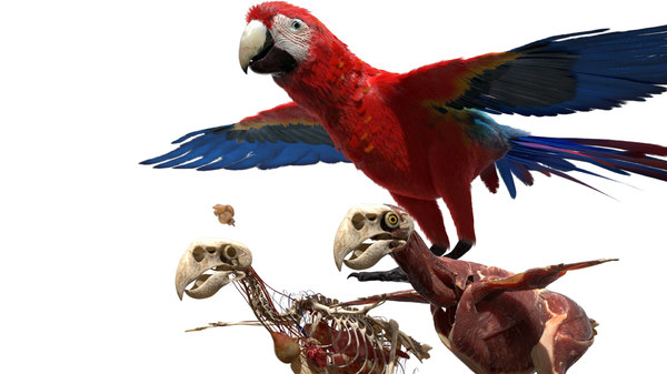 Macaw Parrot Fur Anatomy Modelo 3D - TurboSquid 1524496