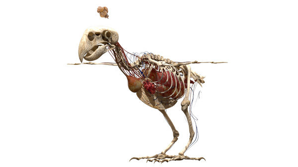 Anatomia de pele de papagaio de arara Modelo 3D - TurboSquid 1524496