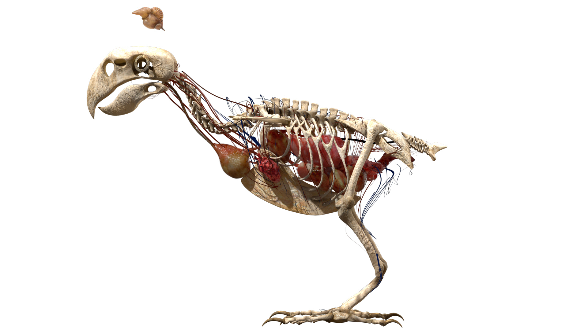 3D parrot anatomy skeleton model - TurboSquid 1524496