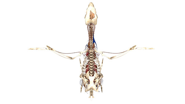 Anatomia de pele de papagaio de arara Modelo 3D - TurboSquid 1524496